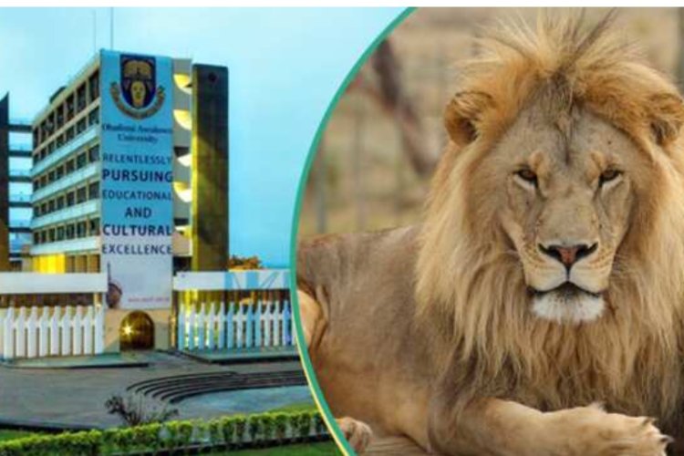 Another OAU Staff Injured by Lion, NANTSU Shares Details - Myschoolnews