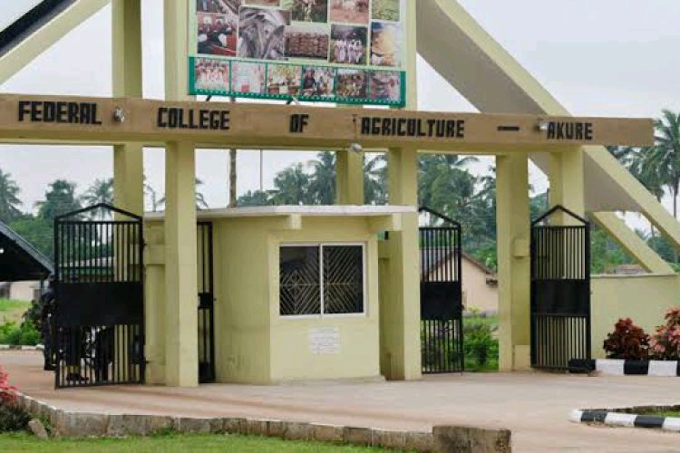 FECA Akure Releases 2024/2025 Admission Forms for Various Programs ...